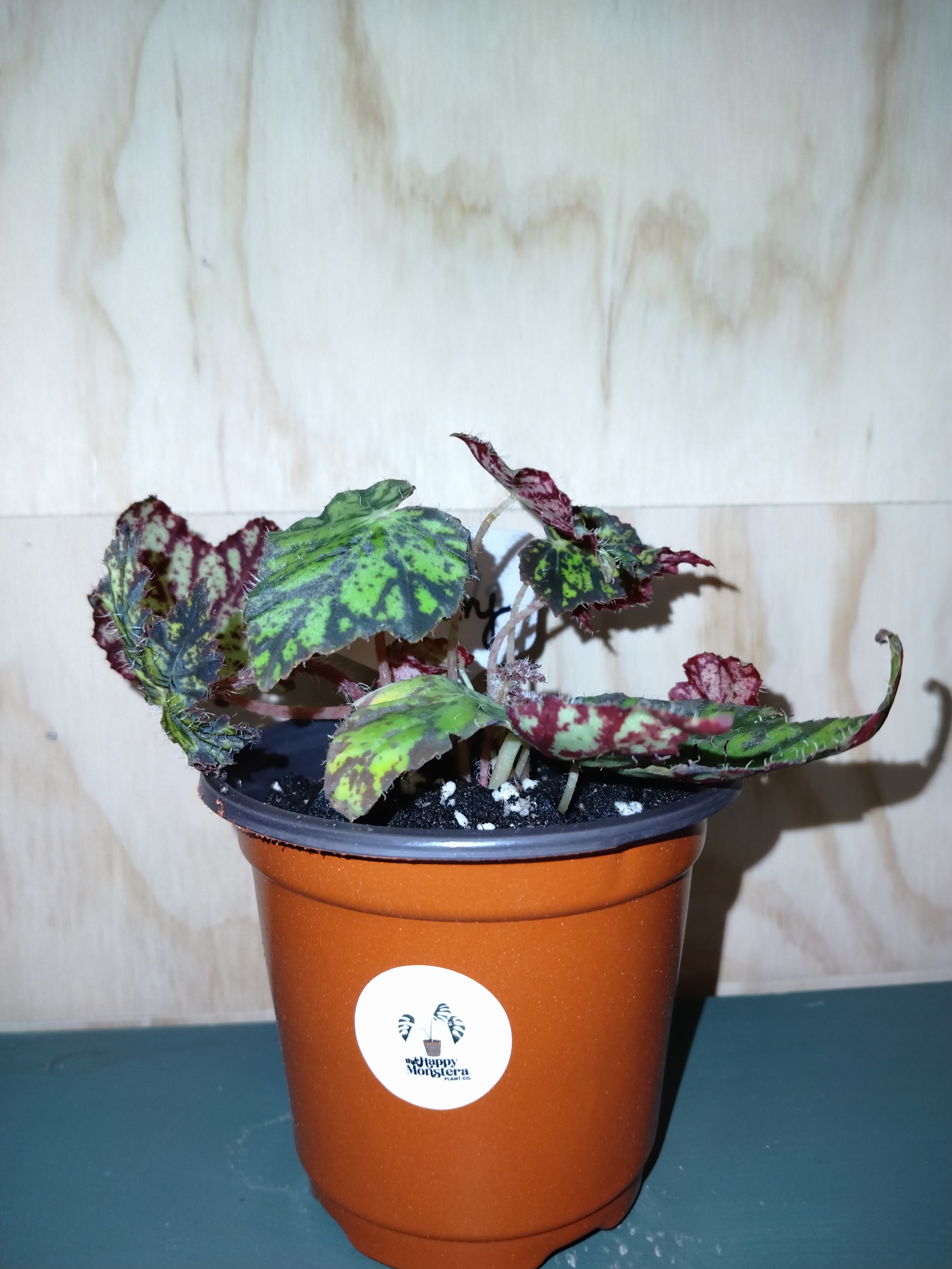 Begonia Geometry – The Happy Monstera Plant Co