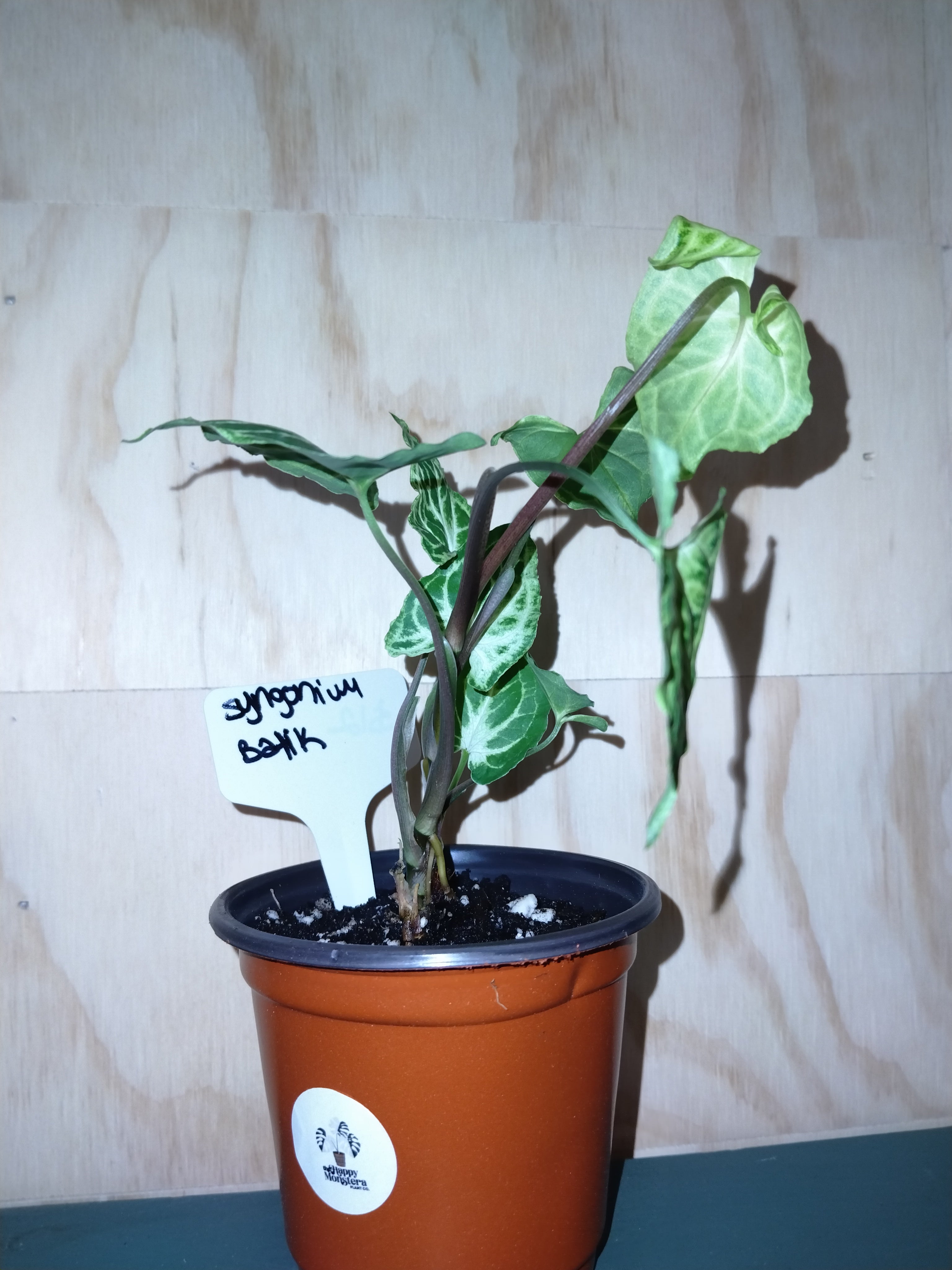 Arrowhead vine – The Happy Monstera Plant Co