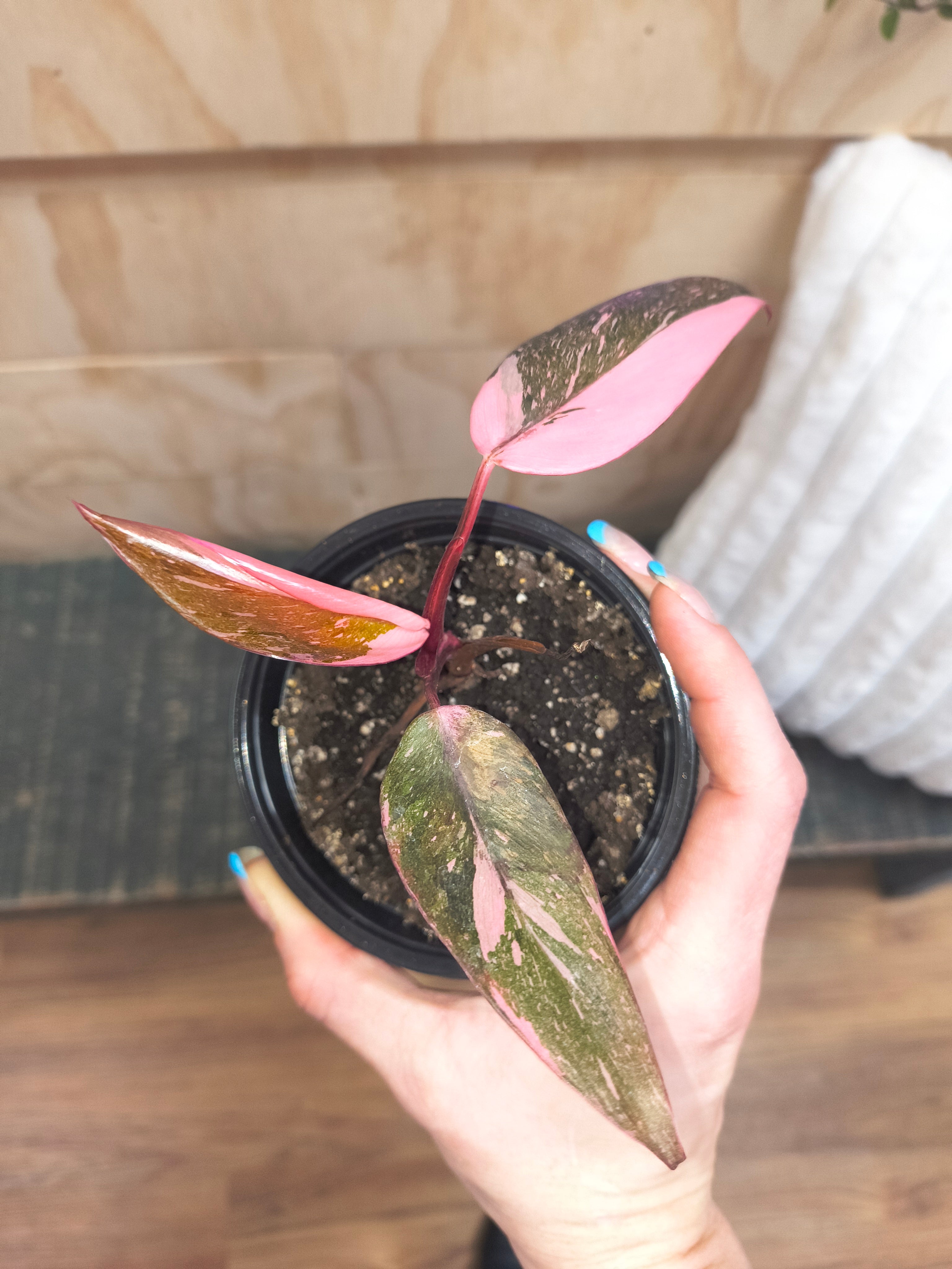 Philodendron Pink princess marble – The Happy Monstera Plant Co