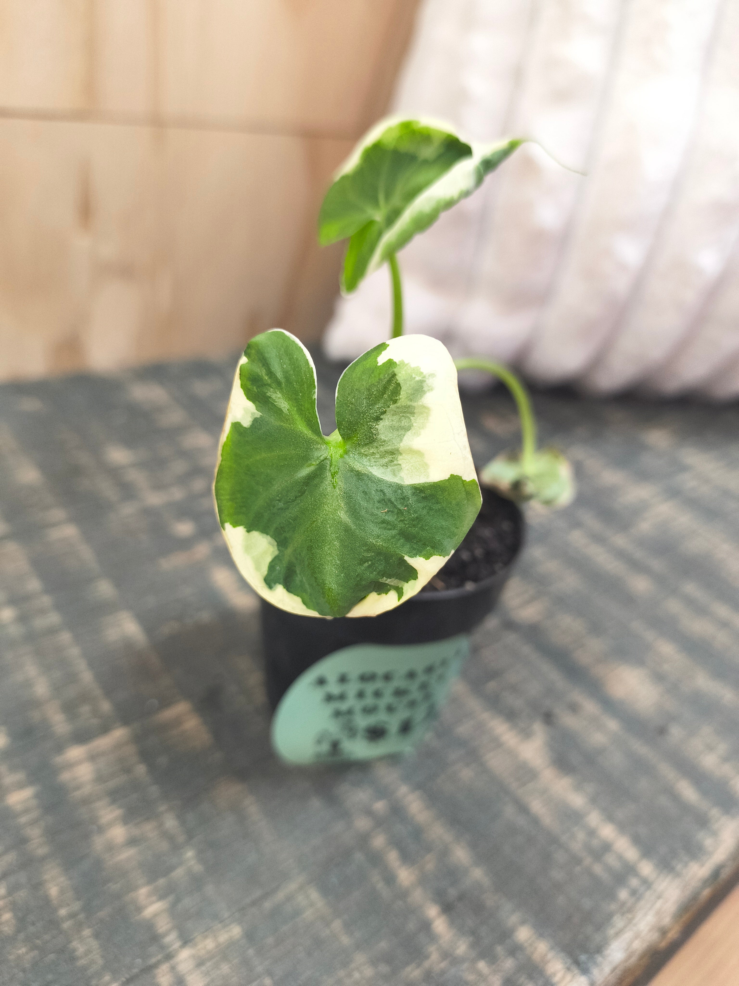 Alocasia Mickey Mouse – The Happy Monstera Plant Co